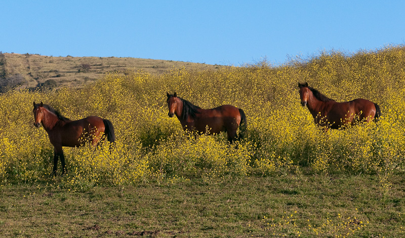 Wildpferde - Return To Freedom, the American Wild Horse Sanctuary in ...