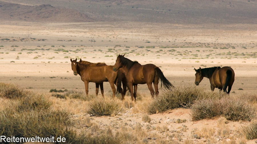 Die Wildpferde Namibias- das Wüstenpferd | Reiten-weltweit.info ...